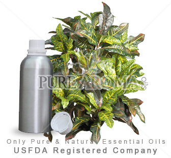 Experience the Mystical Benefits of Croton Oil